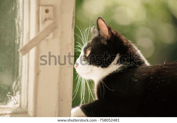 Funny Cat Looking Out Window Stock Photo 758052481 | Shutterstock