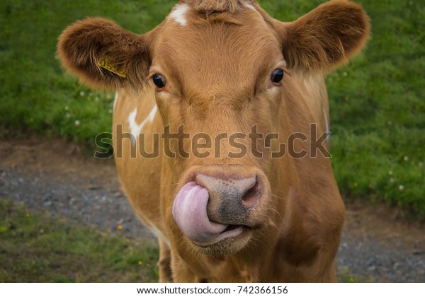 Funny Cow Looking Camera While Licking Stock Photo 742366156 | Shutterstock
