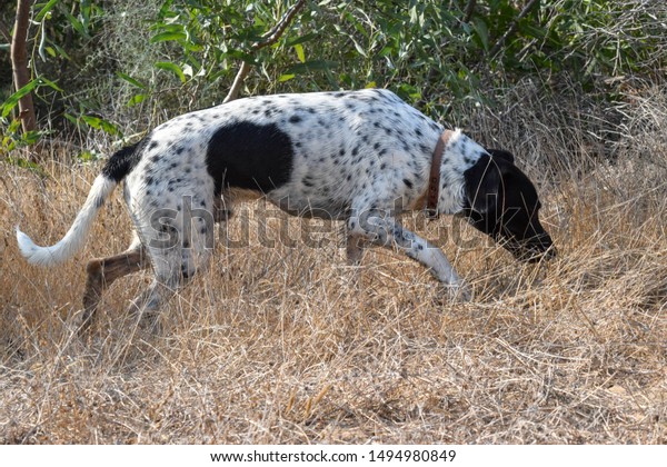 Funny Dog Pointer Outside Stock Photo 1494980849 | Shutterstock