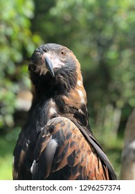 89 Surprised hawk Images, Stock Photos & Vectors | Shutterstock