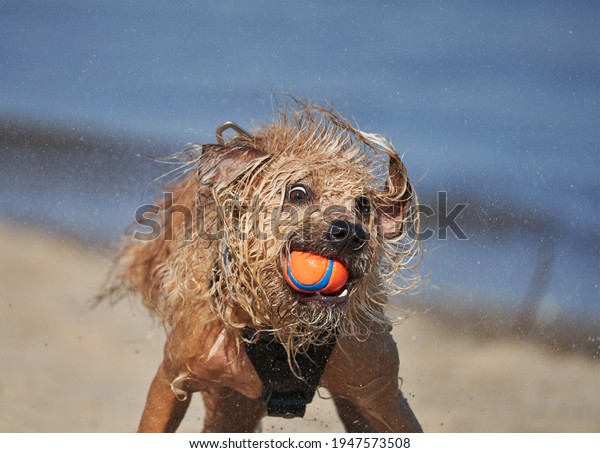 Funny Face Light Brown Mongrel Dog Stock Photo 1947573508 | Shutterstock
