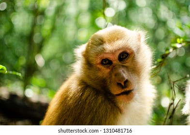 Funny Face Monkey Stock Photo 1310481716 | Shutterstock
