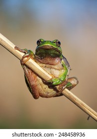 Funny Frog Stock Photo 248458936 | Shutterstock