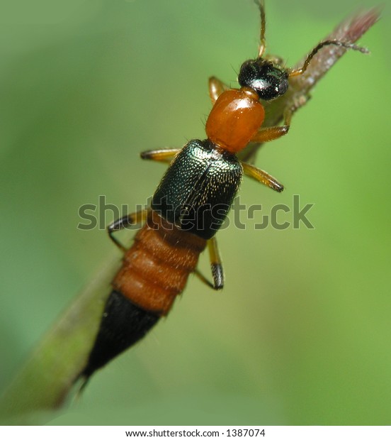 Funny Long Insect Stock Photo 1387074 | Shutterstock