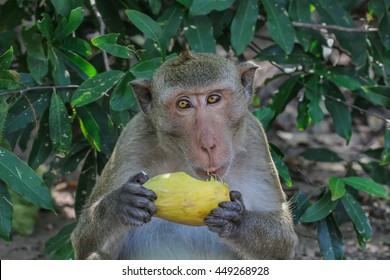 660 Monkey eating mango Stock Photos, Images & Photography | Shutterstock