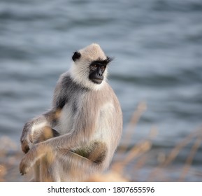 595 Prairie monkey Images, Stock Photos & Vectors | Shutterstock