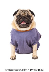 809 Angry pug Images, Stock Photos & Vectors | Shutterstock