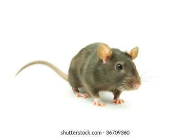 Ratón común gris aislado en fondo Foto de stock 83189437 | Shutterstock