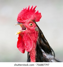 Funny Rooster Expression Stock Photo 756887797 | Shutterstock