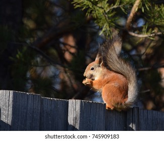 102 Smiley squirrel Images, Stock Photos & Vectors | Shutterstock