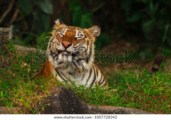 Funny Tiger Face Select Focus Stock Photo (Edit Now) 1007728342