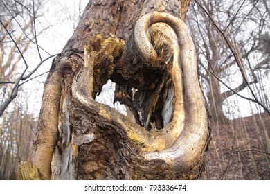 Tree-ear Images, Stock Photos & Vectors | Shutterstock