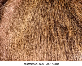 524 Beaver fur texture Stock Photos, Images & Photography | Shutterstock