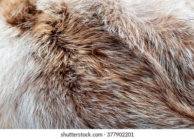 8,261 Wolves skin Images, Stock Photos & Vectors | Shutterstock