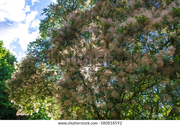 Furry Tree Stock Photo 580818592 | Shutterstock