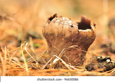 Close Photo Heteropoda Venatoria Huntsman Spider Stock Photo 1257235852 ...