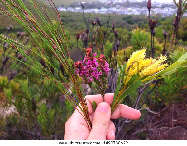 Fynbos Plants Include Restios Ericas Proteas Stock Photo 1490730629 ...