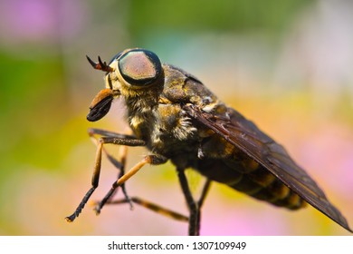 Gadfly Winged Insects Whose Larvae Feed Stock Photo 1307109949 ...