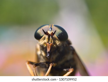 Gadfly Images, Stock Photos & Vectors | Shutterstock