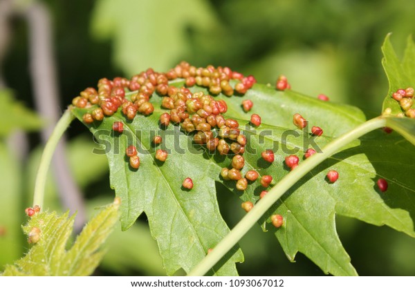Gall Caused By Maple Bladdergall Mite Stock Photo 1093067012 | Shutterstock