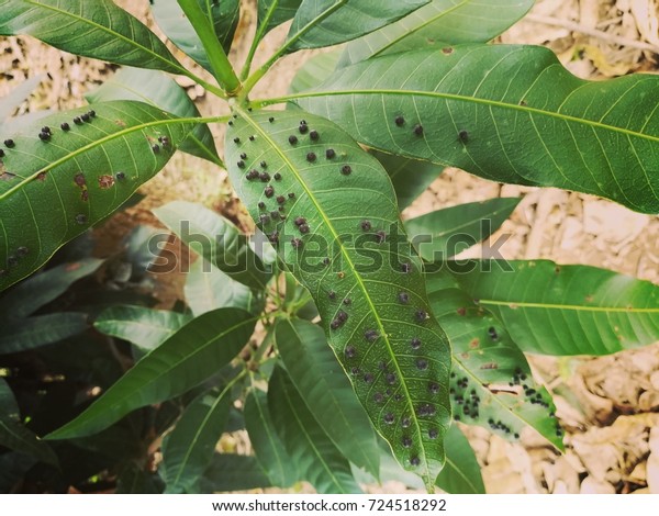 Gall Midges On Mango Leaf Mango Stock Photo 724518292 | Shutterstock