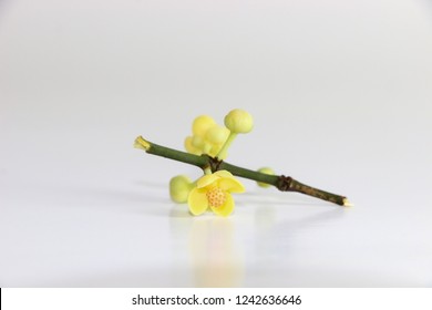 35 Indian Gamboge Tree Images, Stock Photos & Vectors | Shutterstock