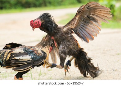 Стоковая фотография 547999729: Gamecock Rooster Physical Behavioral ...