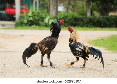 443 China Chicken Fight Images, Stock Photos & Vectors | Shutterstock