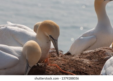 Gannets Nesting On Garbage Plastic Colony Stock Photo 1379288036 ...