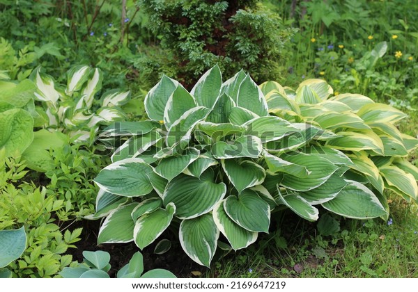 132 Hosta hybrida 이미지, 스톡 사진 및 벡터 | Shutterstock
