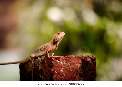 Stock Photo and Image Portfolio by AbhishekRaj | Shutterstock