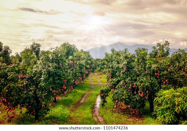 Garden of mango trees