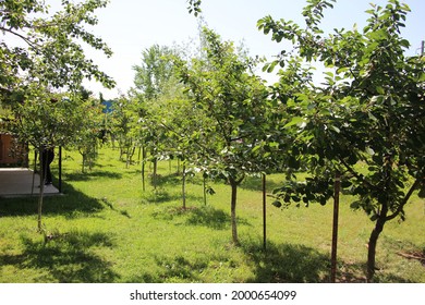 Garden Plot Fruit Trees June Stock Photo 2000654099 | Shutterstock