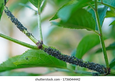 28,120 Insect Infestation Images, Stock Photos & Vectors | Shutterstock