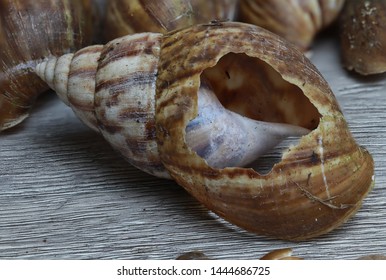 1,246 Broken snail shell Images, Stock Photos & Vectors | Shutterstock