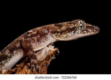 Cat Gecko Aeluroscalabotes Felinus Species Gecko Stock Photo (Edit Now ...