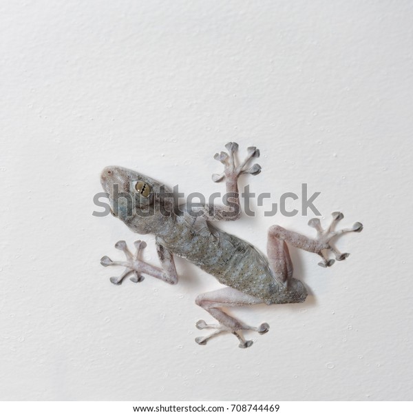 Gecko Lizard On Ceiling Stock Photo 708744469 | Shutterstock