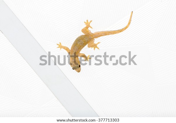 Gecko Lizard On White Ceiling Stock Photo 377713303 | Shutterstock