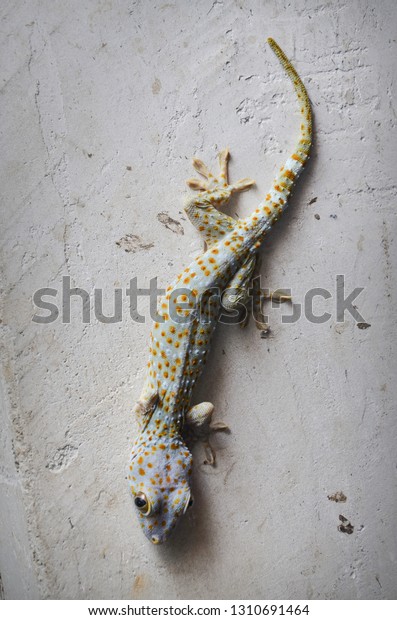 Geckos Crawling On Wall Stock Photo 1310691464 | Shutterstock