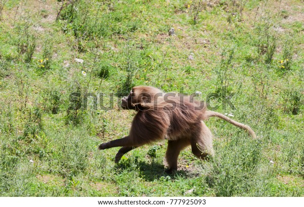 Gelada Baboon Running Theropithecus Gelada Stock Photo 777925093 ...