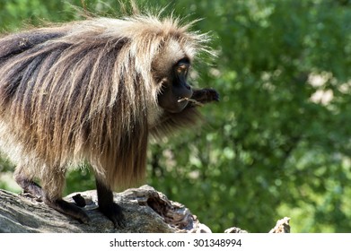 Aggressive Bear Raster Illustration Stock Illustration 235246312