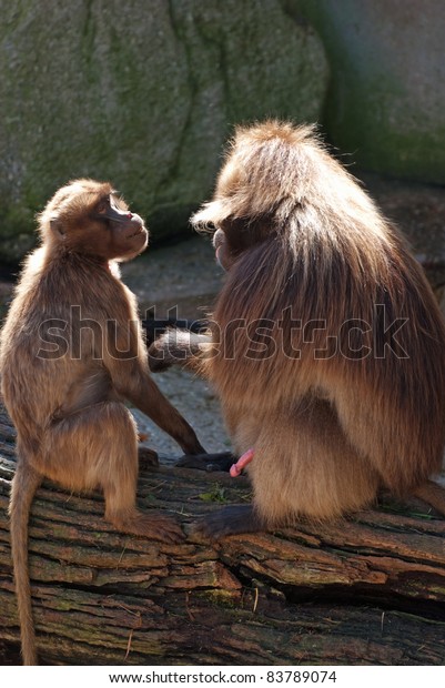Gelada Baboons Before Mating Stock Photo (Edit Now) 83789074