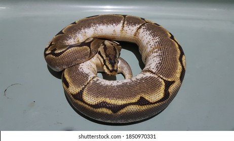 Genetic Mutation Ballpython Snakes Farm Stock Photo 1850970331 ...
