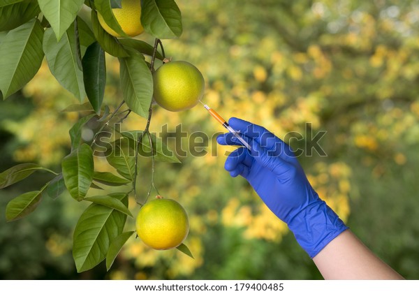 Genetically Modified Fruit Stock Photo (Edit Now) 179400485