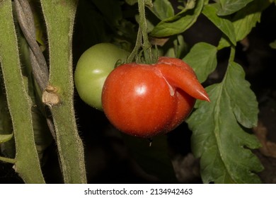 Genetically Modified Tomatoes Strange Shape Vegetable Stock Photo ...