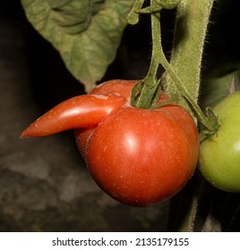 1,431 Tomato nose Images, Stock Photos & Vectors | Shutterstock