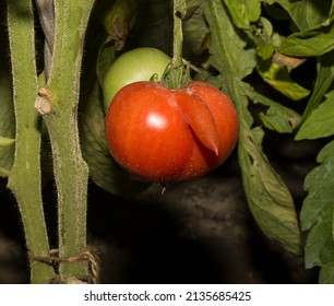 1,431 Tomato nose Images, Stock Photos & Vectors | Shutterstock