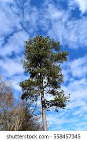 73,775 Georgia tree Images, Stock Photos & Vectors | Shutterstock