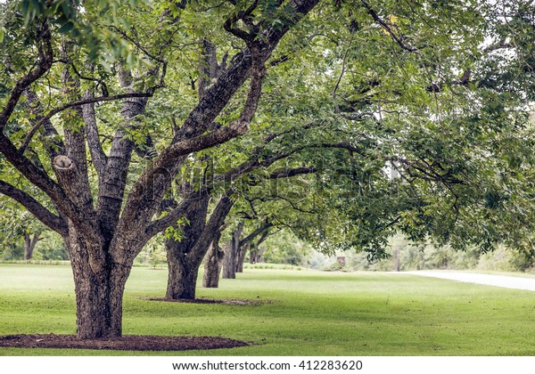 Georgia Trees Stock Photo 412283620 | Shutterstock