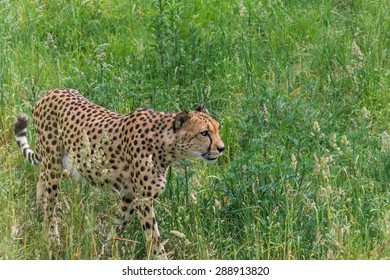 Gepard Stock Photo 288913820 | Shutterstock